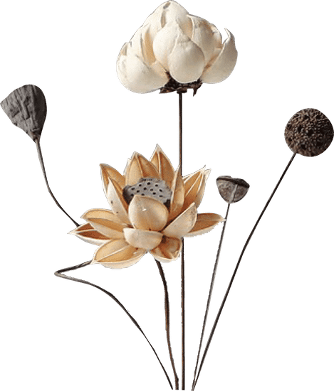 tl.png (469×550)-花瓣网